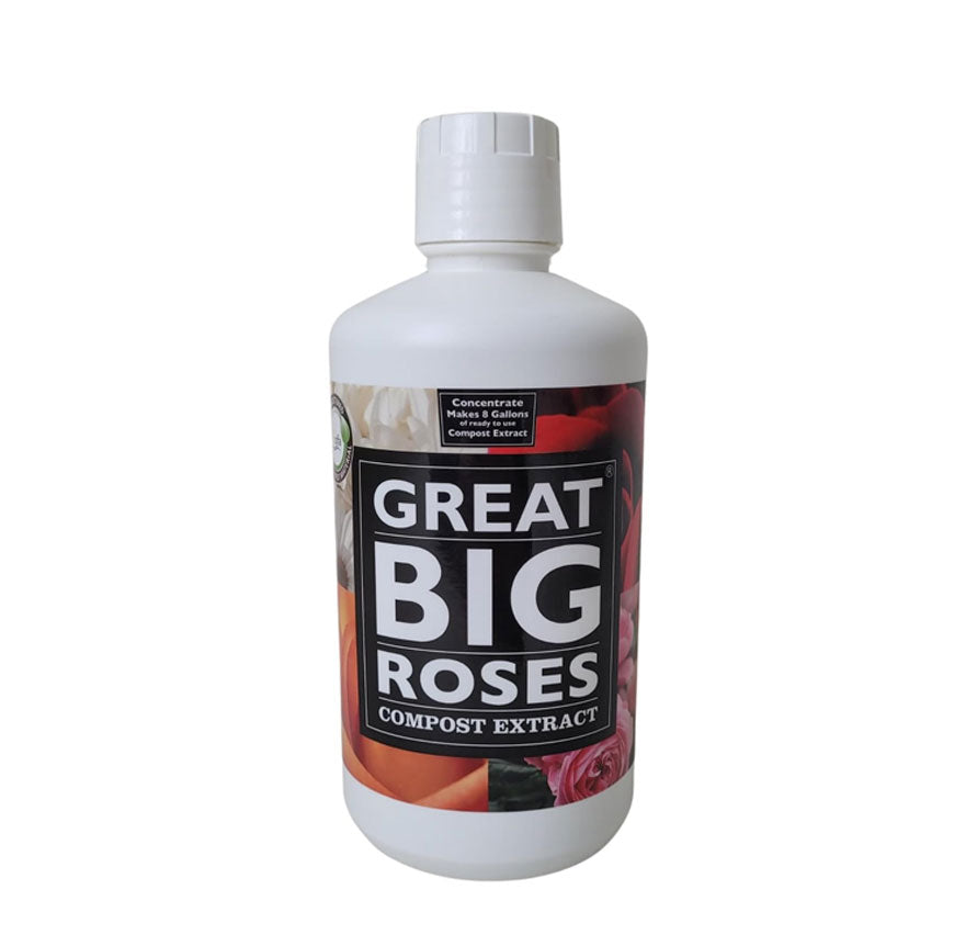 Great Big Roses – Great Big Plants